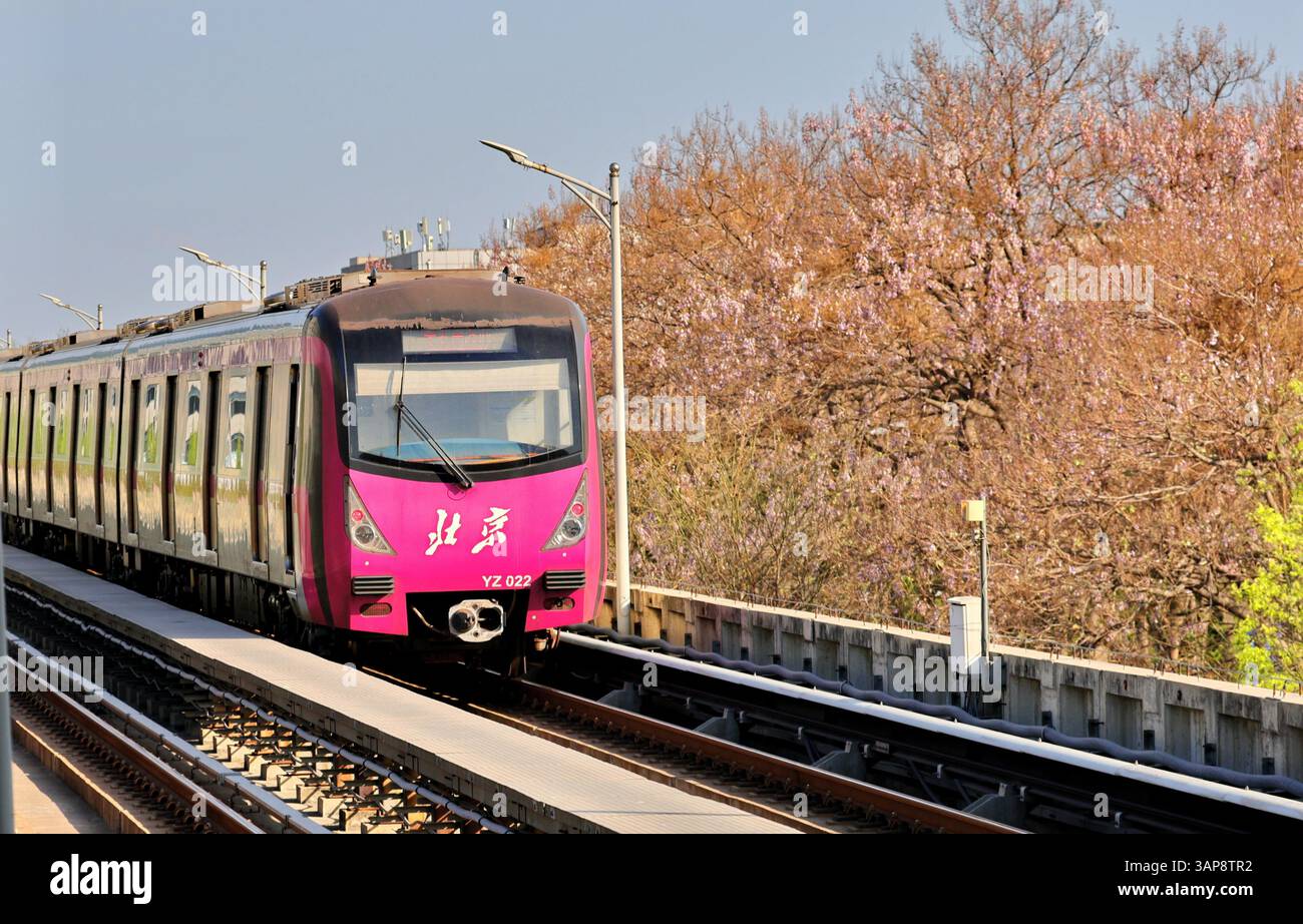 Chinese parasol trees are in full bloom in Beijing, China, 13 April ...