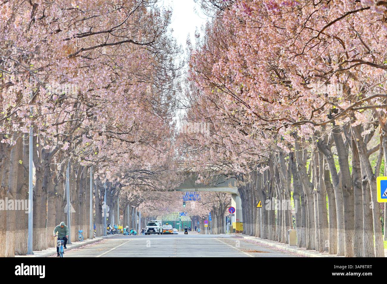 Chinese parasol trees are in full bloom in Beijing, China, 13 April ...