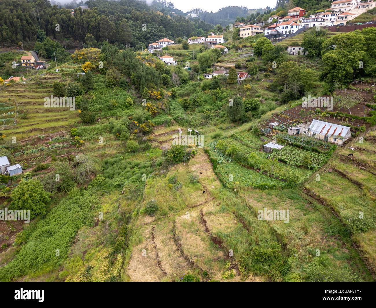 Small terrace gardens in Camacha mountainous town in municipality of ...