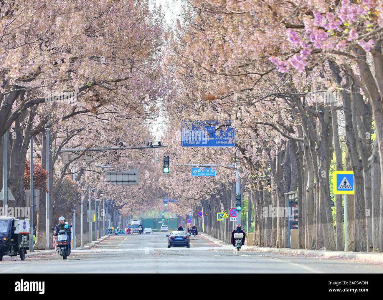 Chinese parasol trees are in full bloom in Beijing, China, 13 April ...