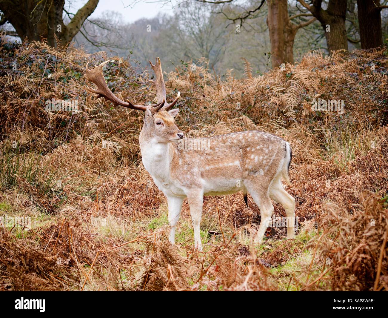 Fallow Deer buck Stock Photo - Alamy