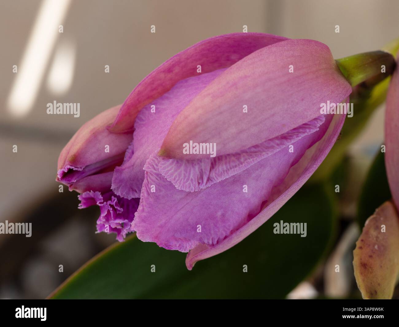 Pink Cattleya Orchid flower opening, beautiful tropical blooms Stock ...