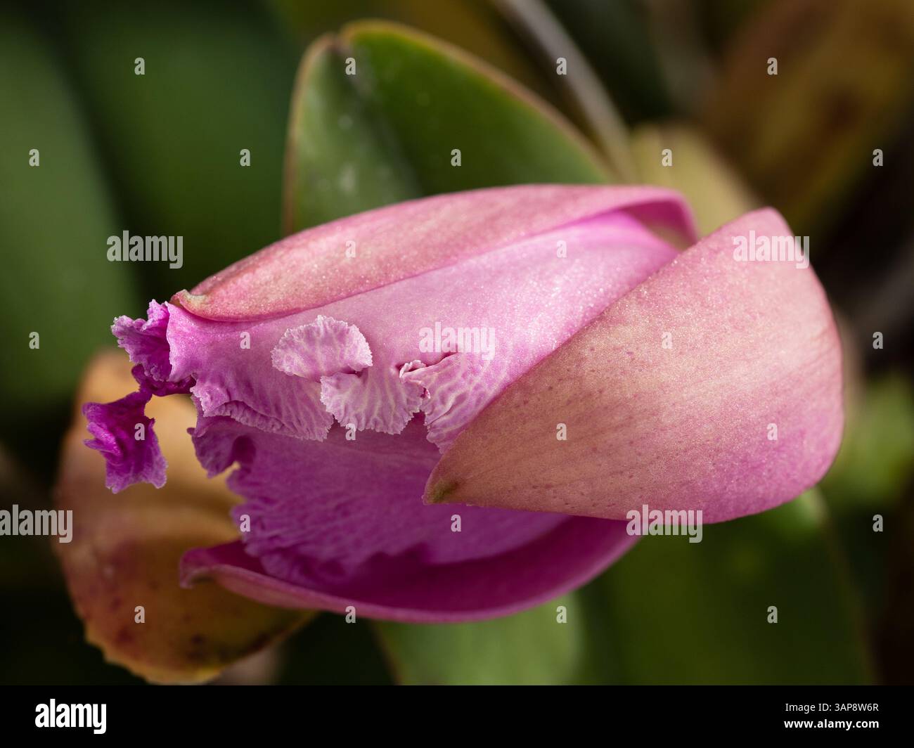 Pink Cattleya Orchid flower opening, frilly petals emerging, beautiful ...