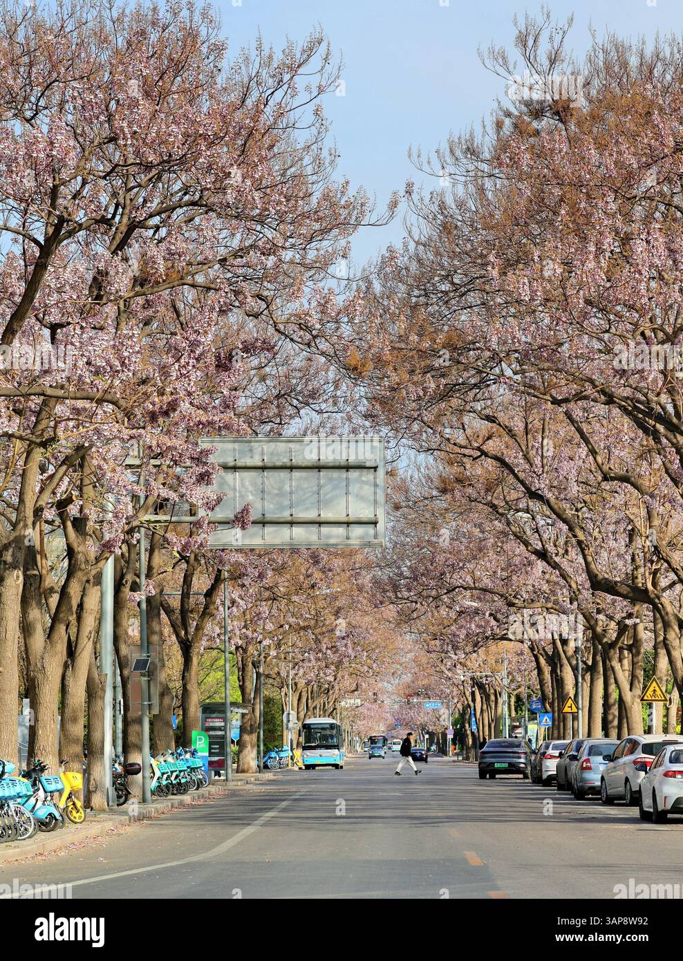 Chinese parasol trees are in full bloom in Beijing, China, 13 April ...