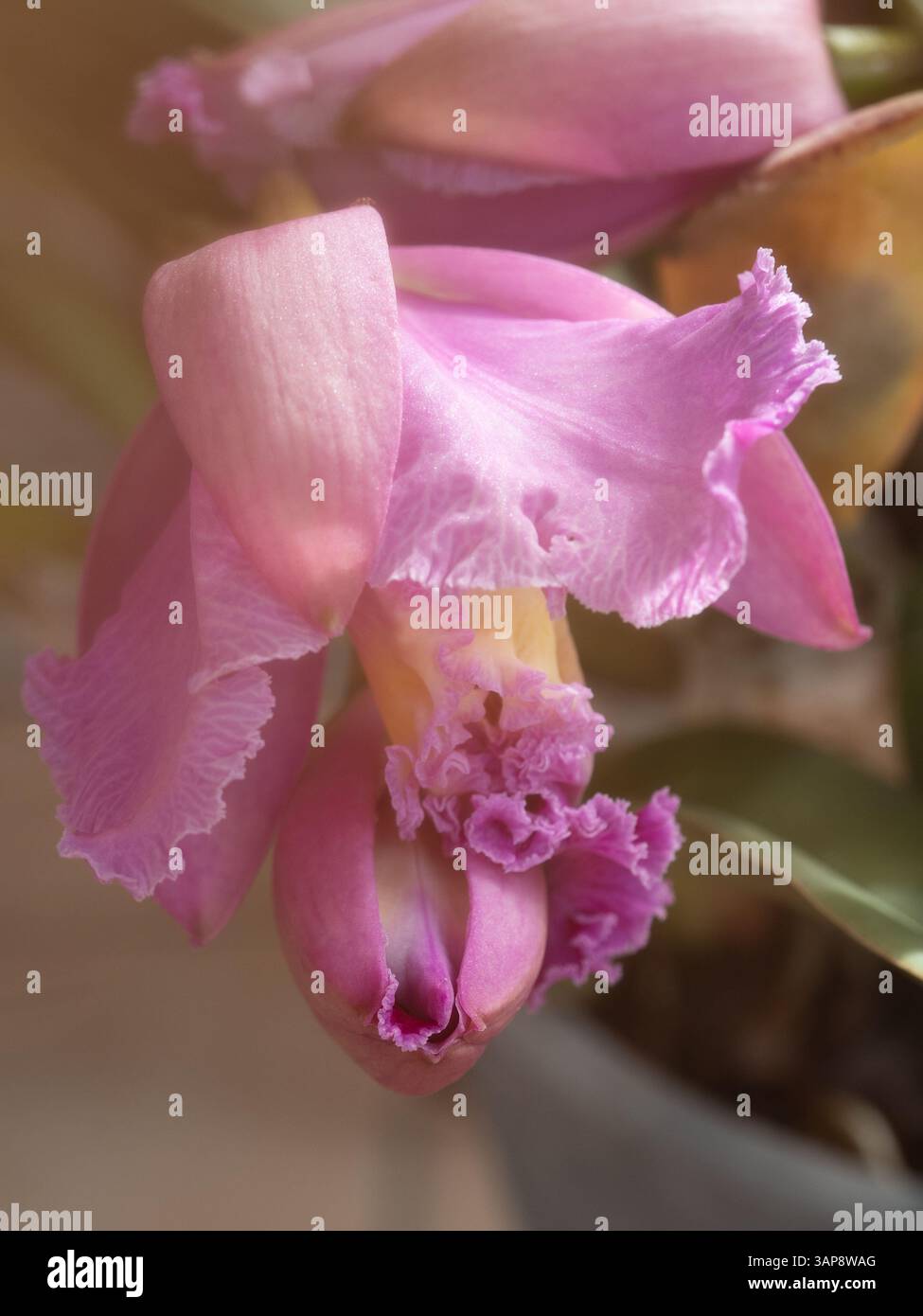 Pink Cattleya Orchid flower opening, beautiful tropical blooms Stock ...