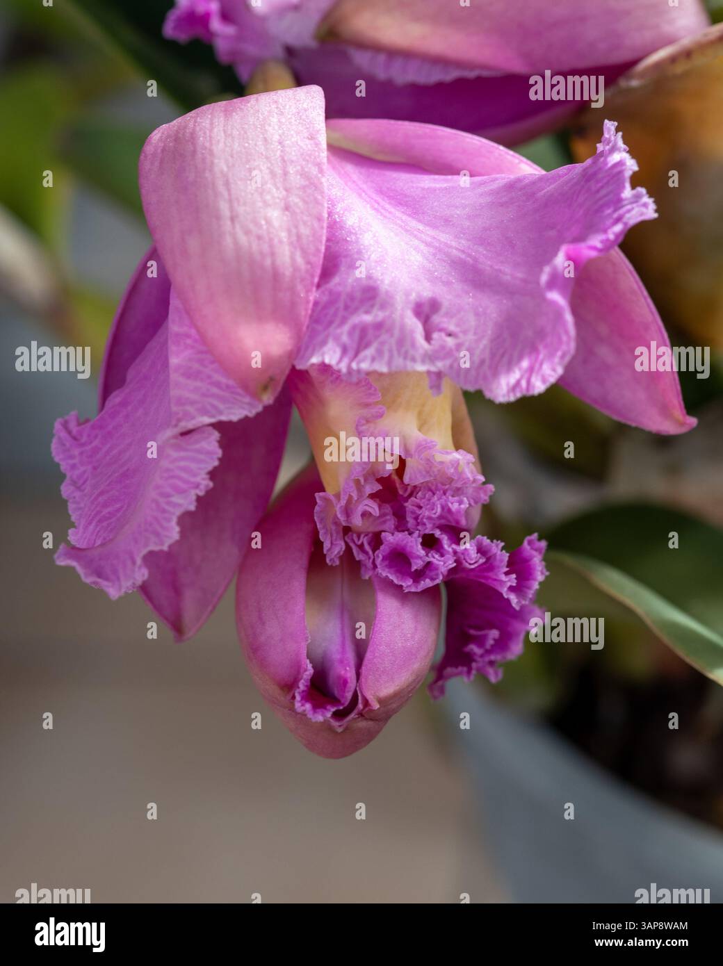 Pink Cattleya Orchid flower opening, beautiful tropical blooms Stock ...