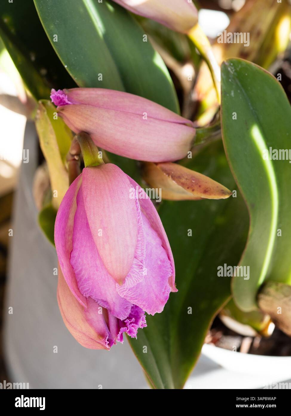 Pink Cattleya Orchid flowers opening, buds to bloom, beautiful Stock ...