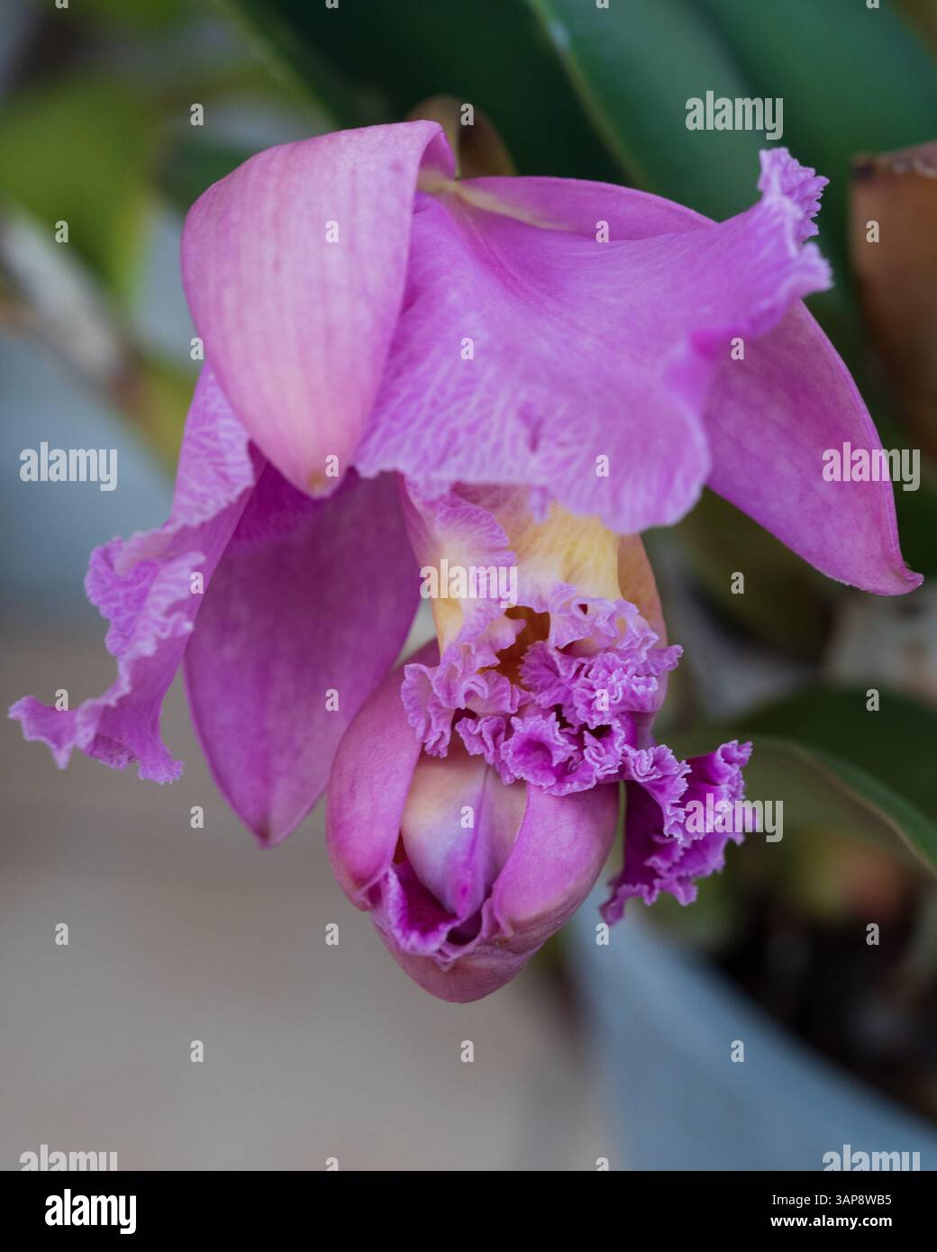 Pink Cattleya Orchid flower opening, beautiful tropical blooms Stock ...