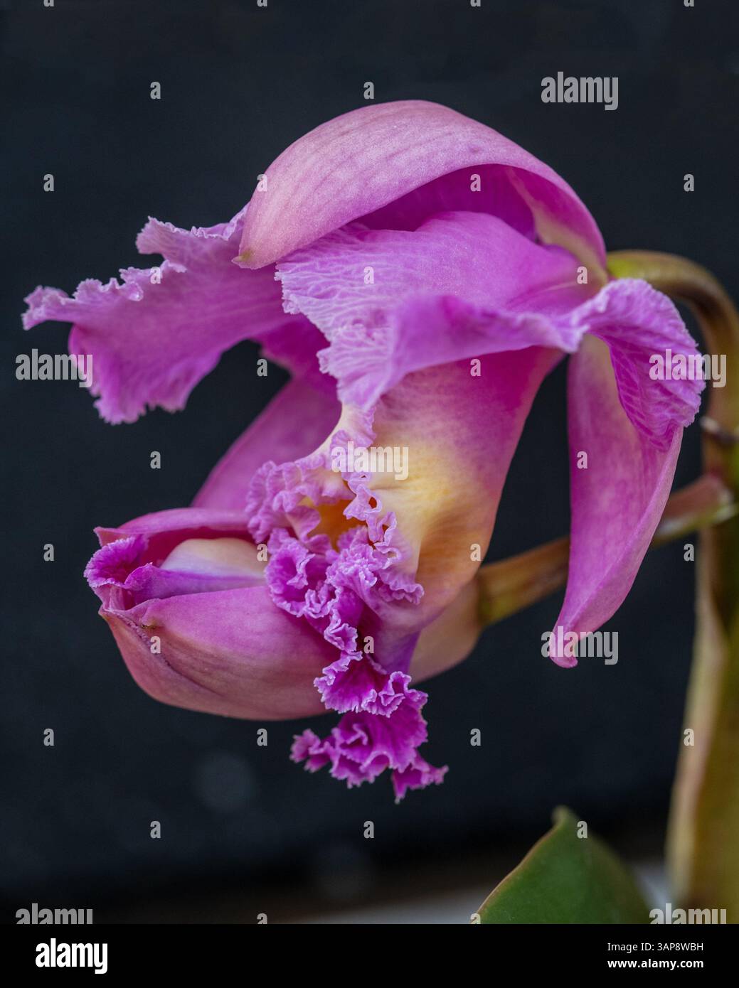 Pink Cattleya Orchid flower opening, beautiful tropical blooms Stock ...