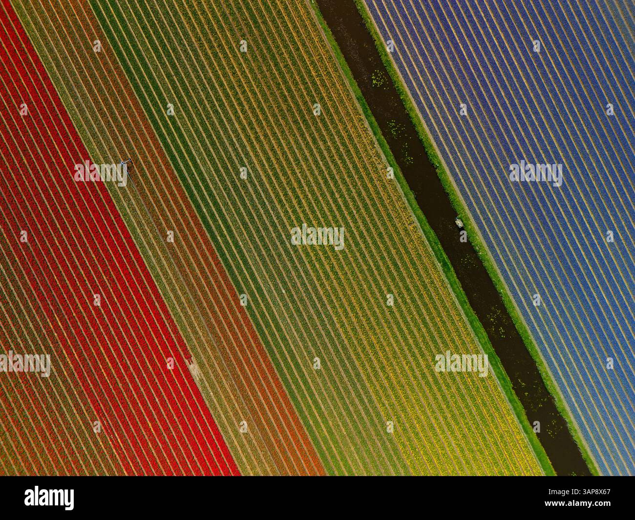 A stunning aerial view of colorful flower fields planted in diagonal ...