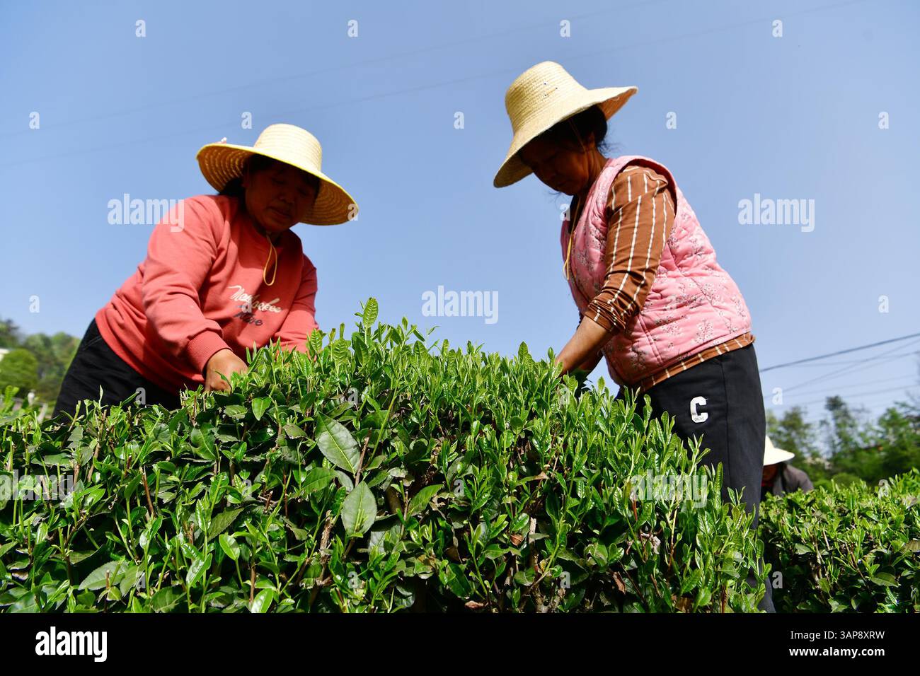Workers pick tea leaves at a tea garden in Yichang City, central China ...