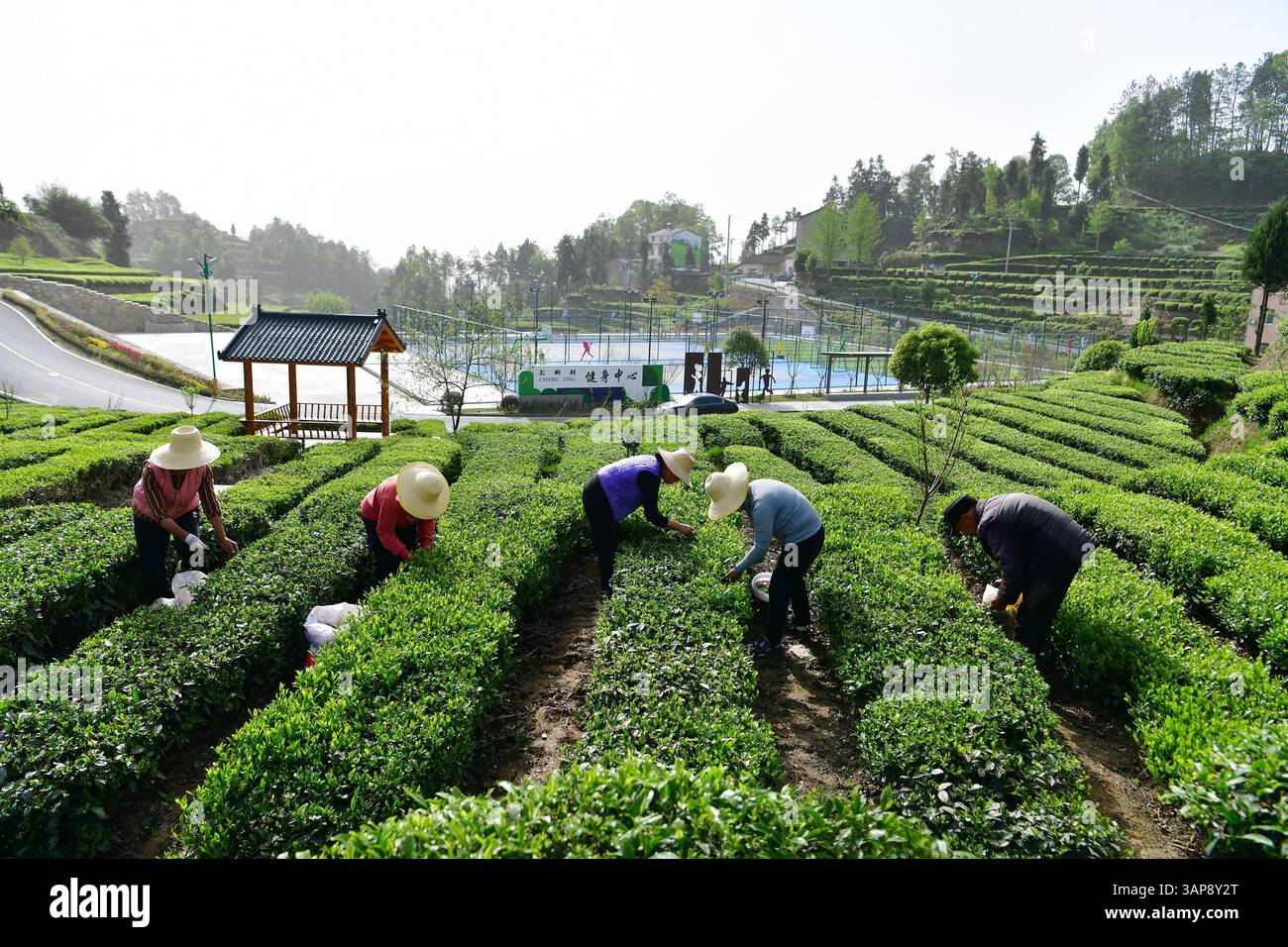 Workers pick tea leaves at a tea garden in Yichang City, central China ...
