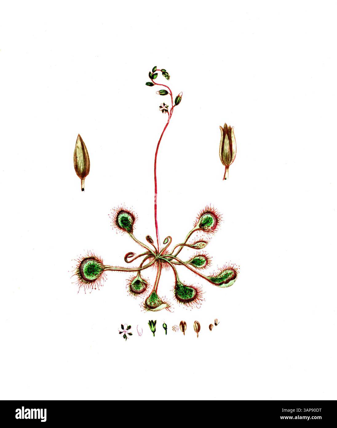 Sundew illustration Cut Out Stock Images & Pictures - Alamy