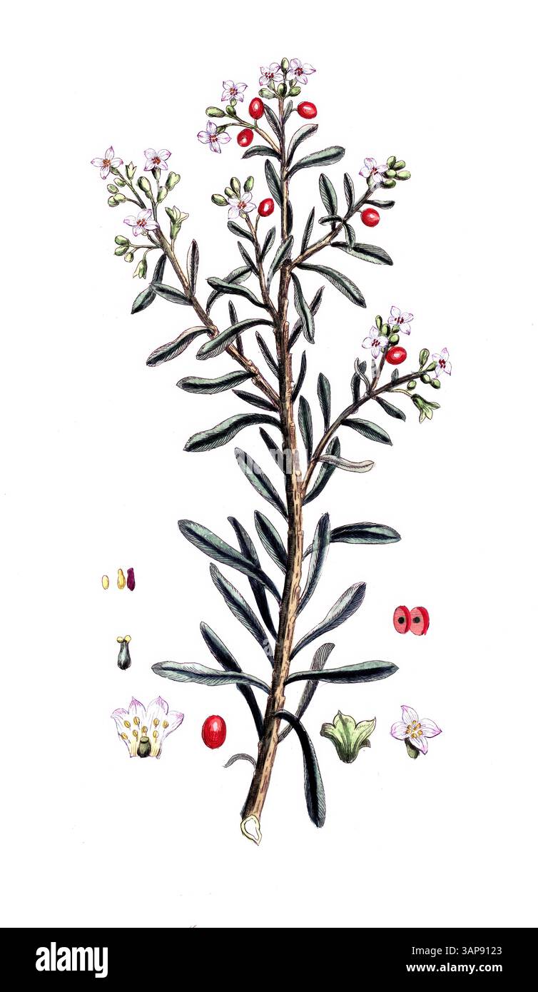 Daphne gnidium, autumn daphne, plant species from the genus Daphne ...