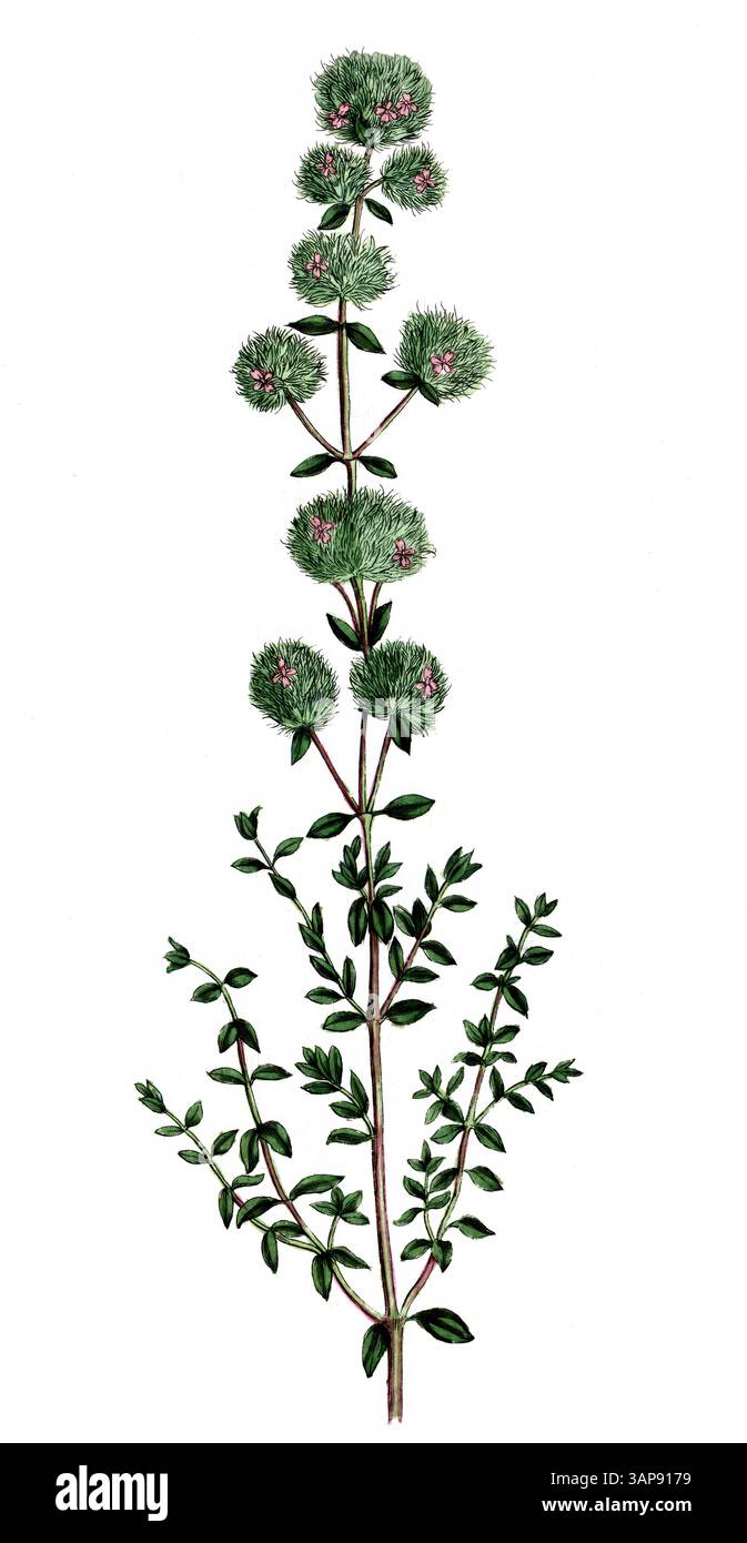 Thymus genus Cut Out Stock Images & Pictures - Alamy