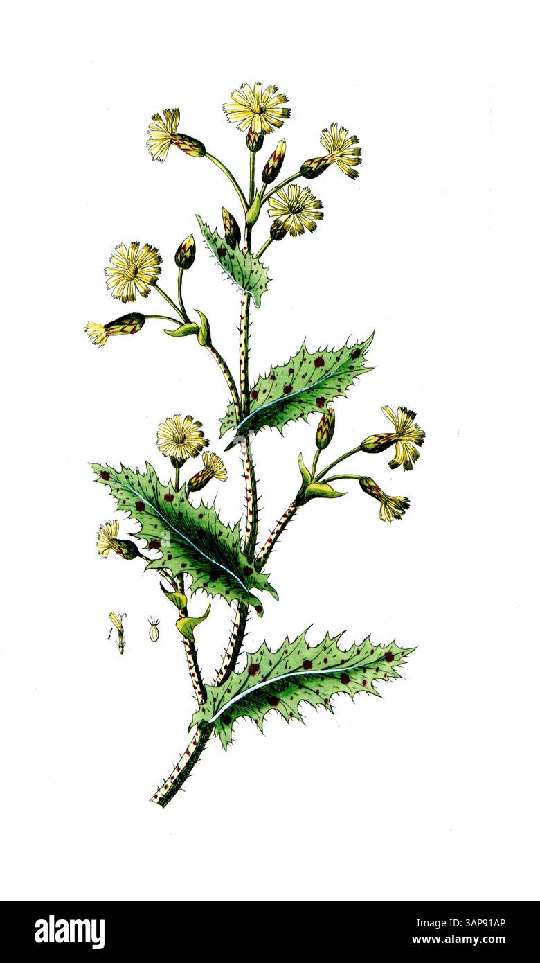 Lactuca virosa botanical illustration Cut Out Stock Images & Pictures ...