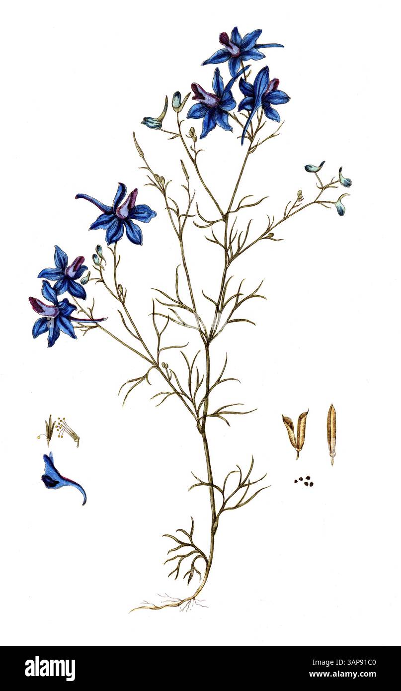 Field larkspur Cut Out Stock Images & Pictures - Alamy