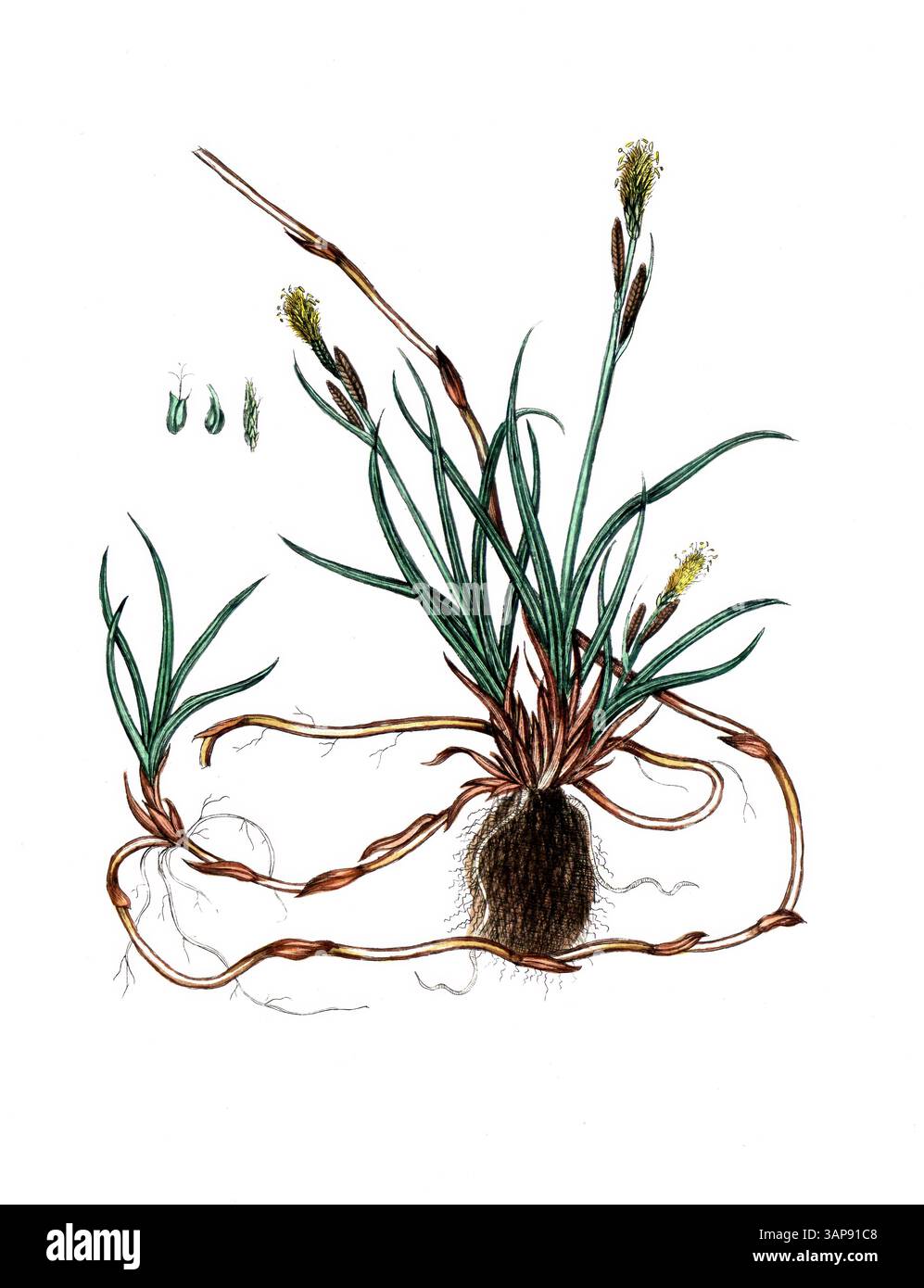 Carex arenaria, Sand Sedge, digital reproduction of a historical model ...