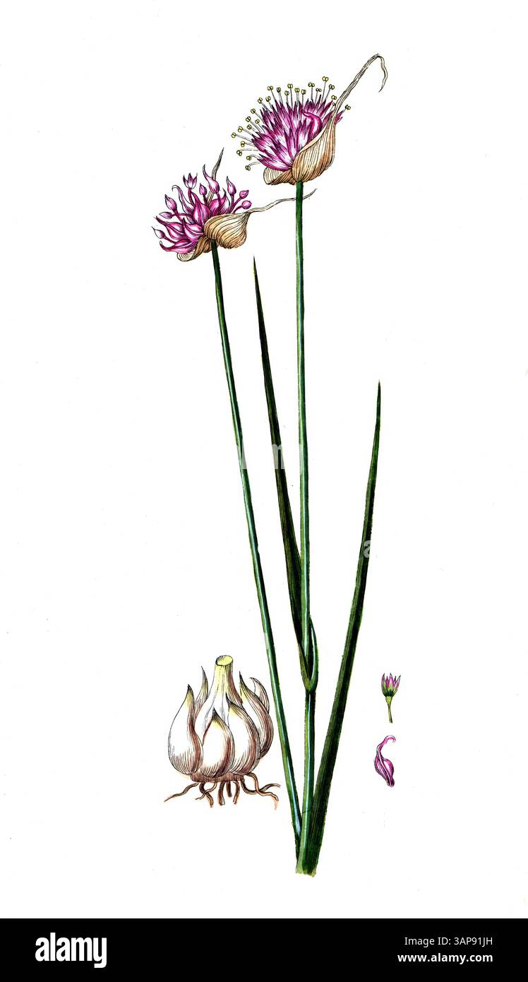 Allium sativus Cut Out Stock Images & Pictures - Alamy