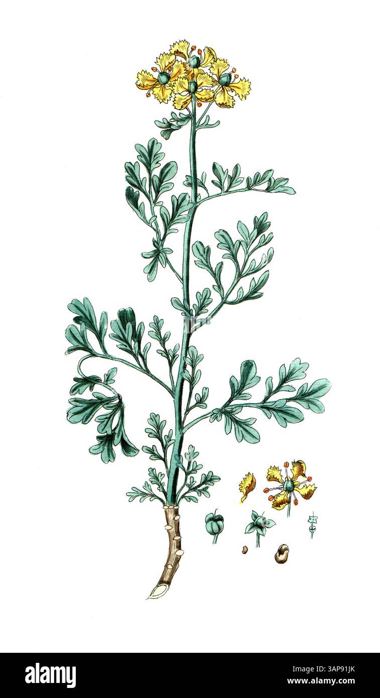 Historical garden part Cut Out Stock Images & Pictures - Alamy