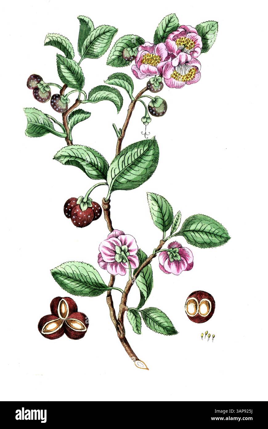 Tea plant, Camellia sinensis, digital reproduction of a historical ...