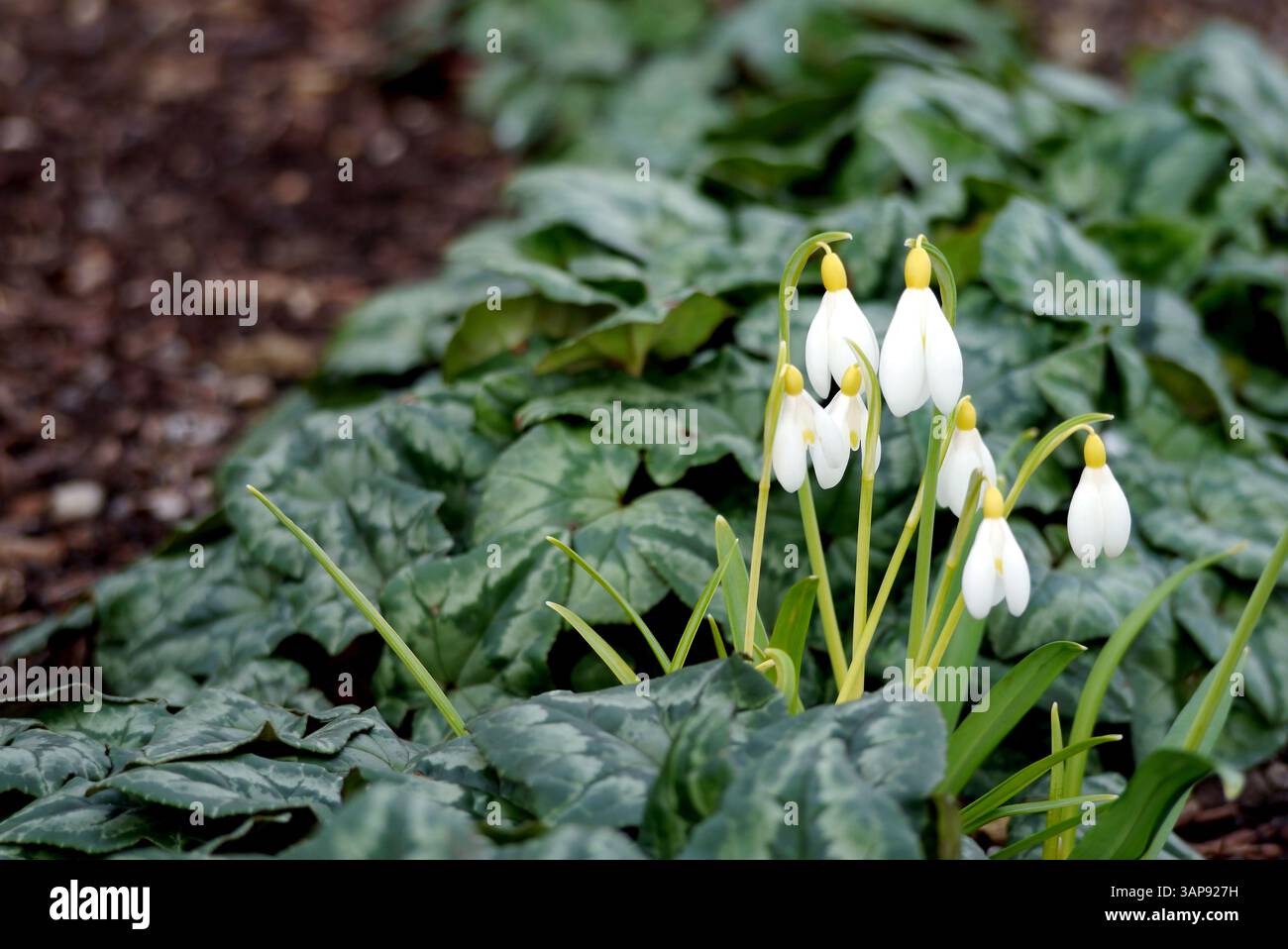 Bunch of Tall White/Yellow Galanthus ‘Spindlestone Surprise’ (Snowdrop ...