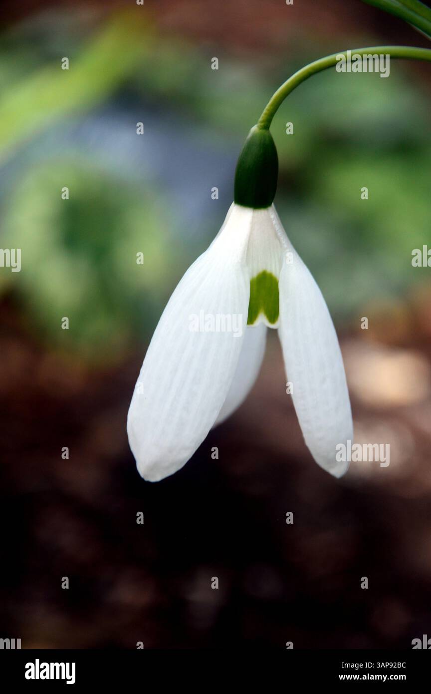 Single Tall White Galanthus Elwesii 'Comet' (Greater Snowdrop) Flower ...