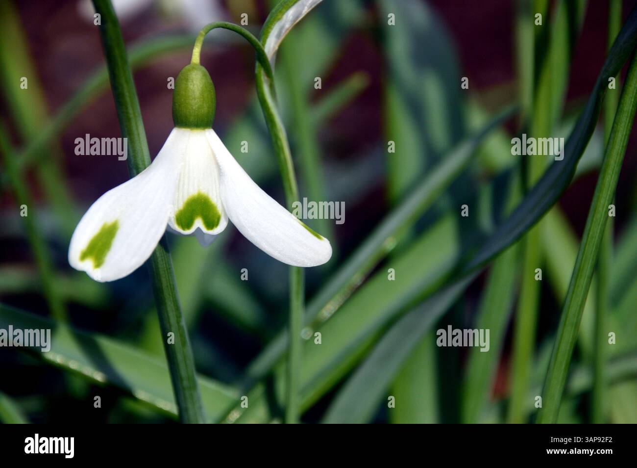 Single White Galanthus Elwesii 'Trumps' (Greater Snowdrop) Flower grown ...