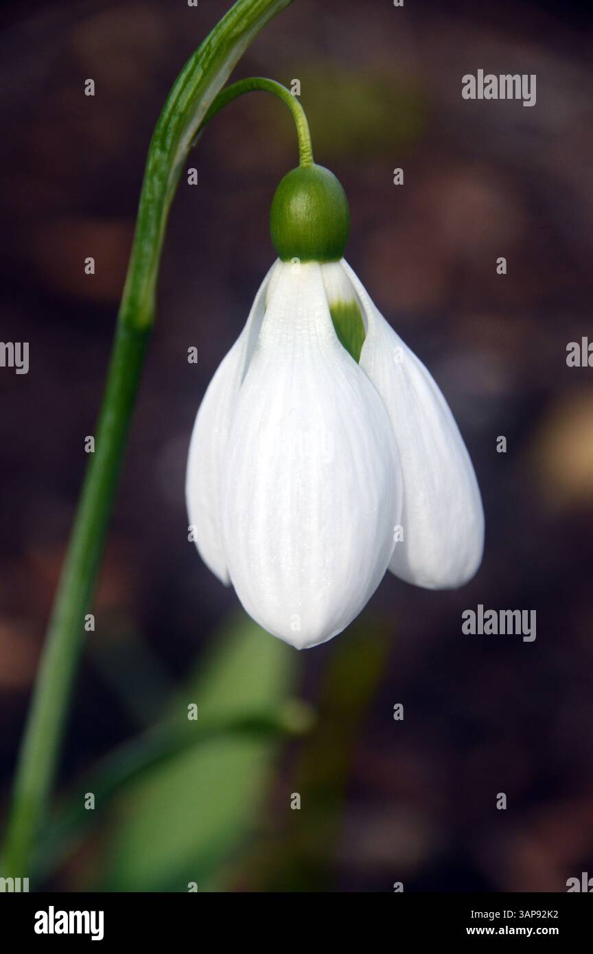 Single Tall White Galanthus 'Melanie Broughton' (Greater Snowdrop ...