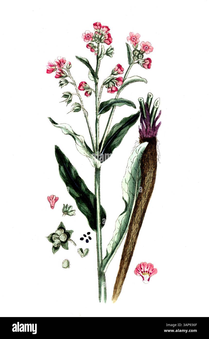 Cynoglossum officinale, Common Hound's Tongue, digital reproduction of ...