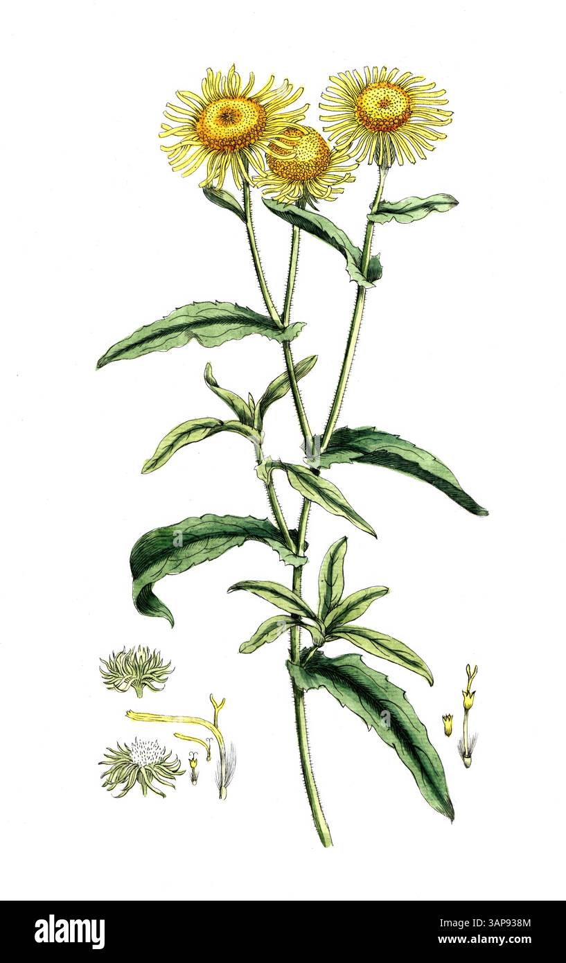 Pulicaria dysenterica botanical illustration Cut Out Stock Images ...
