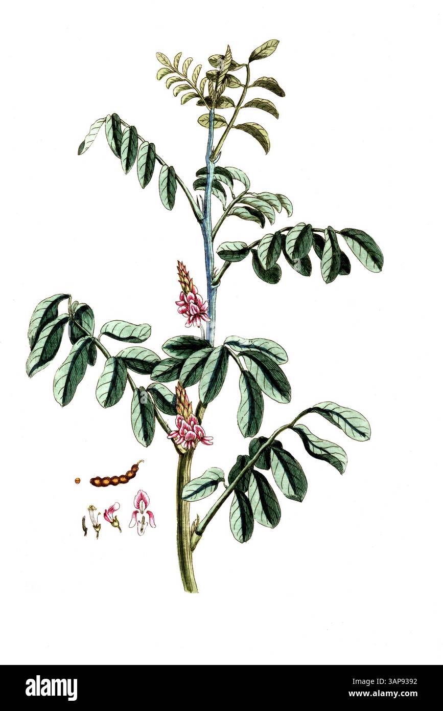 Indigofera tinctoria, indigo plant, digital reproduction of a ...