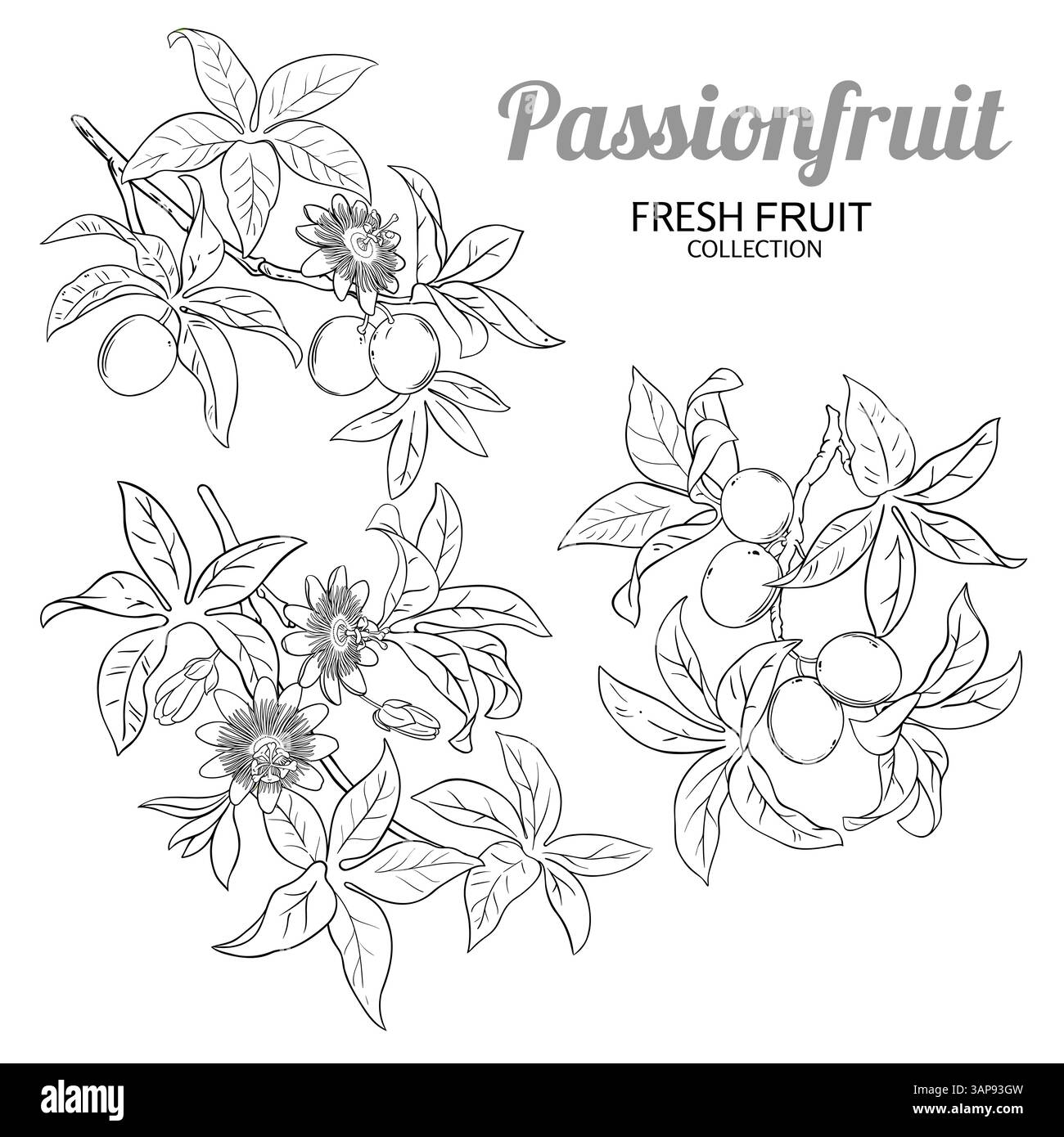 Passion fruit sketch hand Stock Vector Images - Alamy
