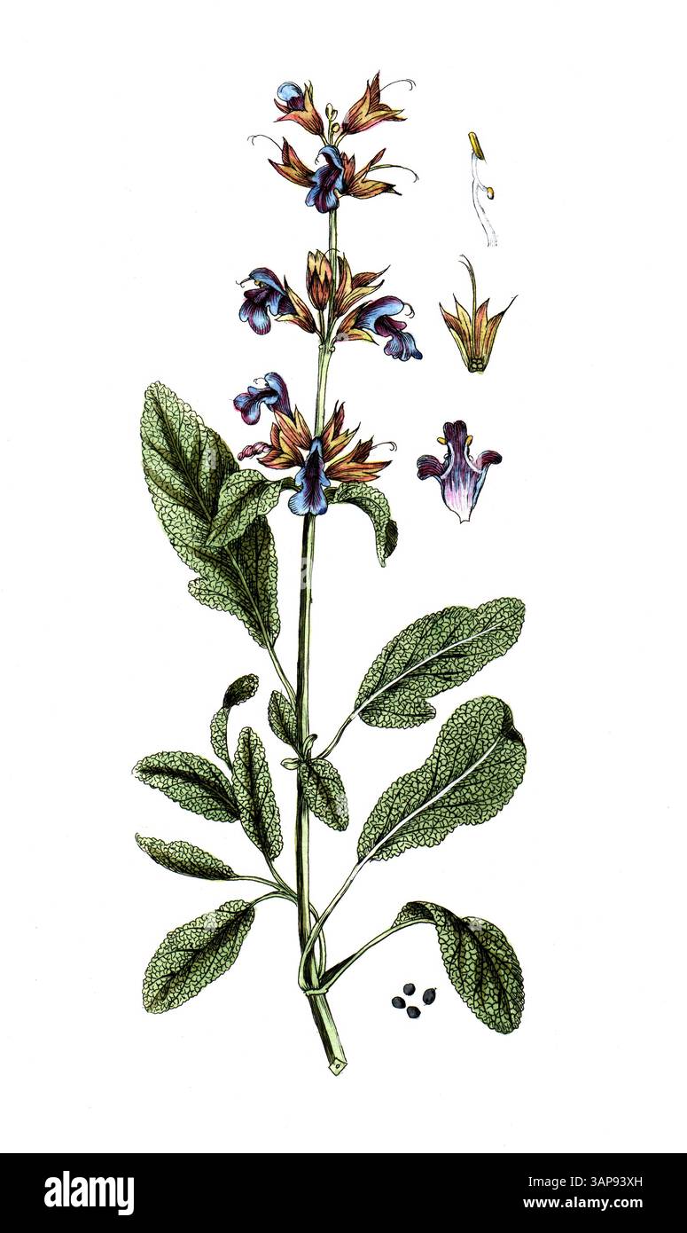 Salvia officinalis illustration Cut Out Stock Images & Pictures - Alamy