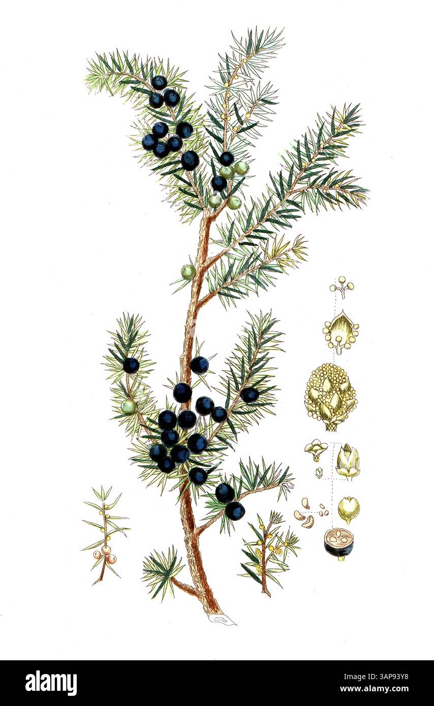 Botanical illustration juniper hi-res stock photography and images - Alamy