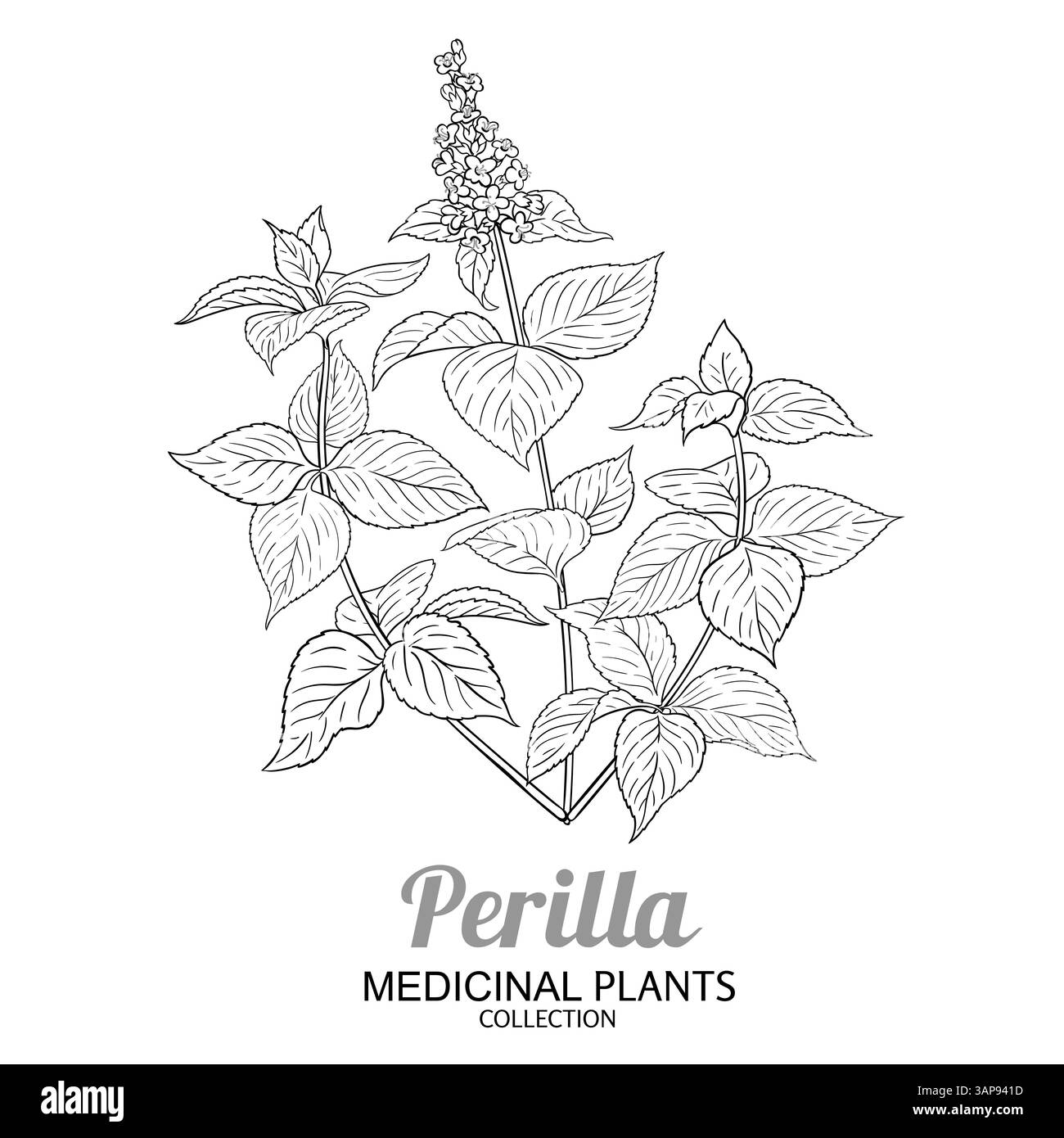 Perilla Plant with Flowers Outline Illustration Stock Vector Image ...