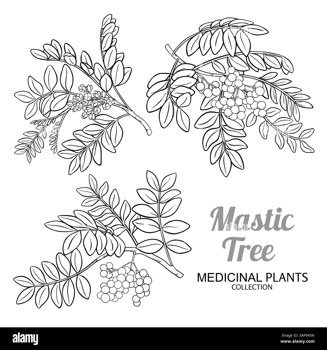 Mastic Tree Branch Outline Illustration Stock Vector Image & Art - Alamy