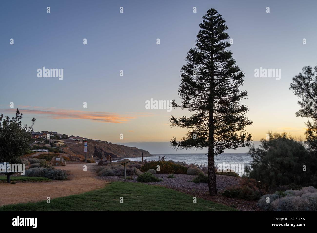 Coastal pine tree, ocean, and cliffs at Heallett Cove Beach Stock Photo ...