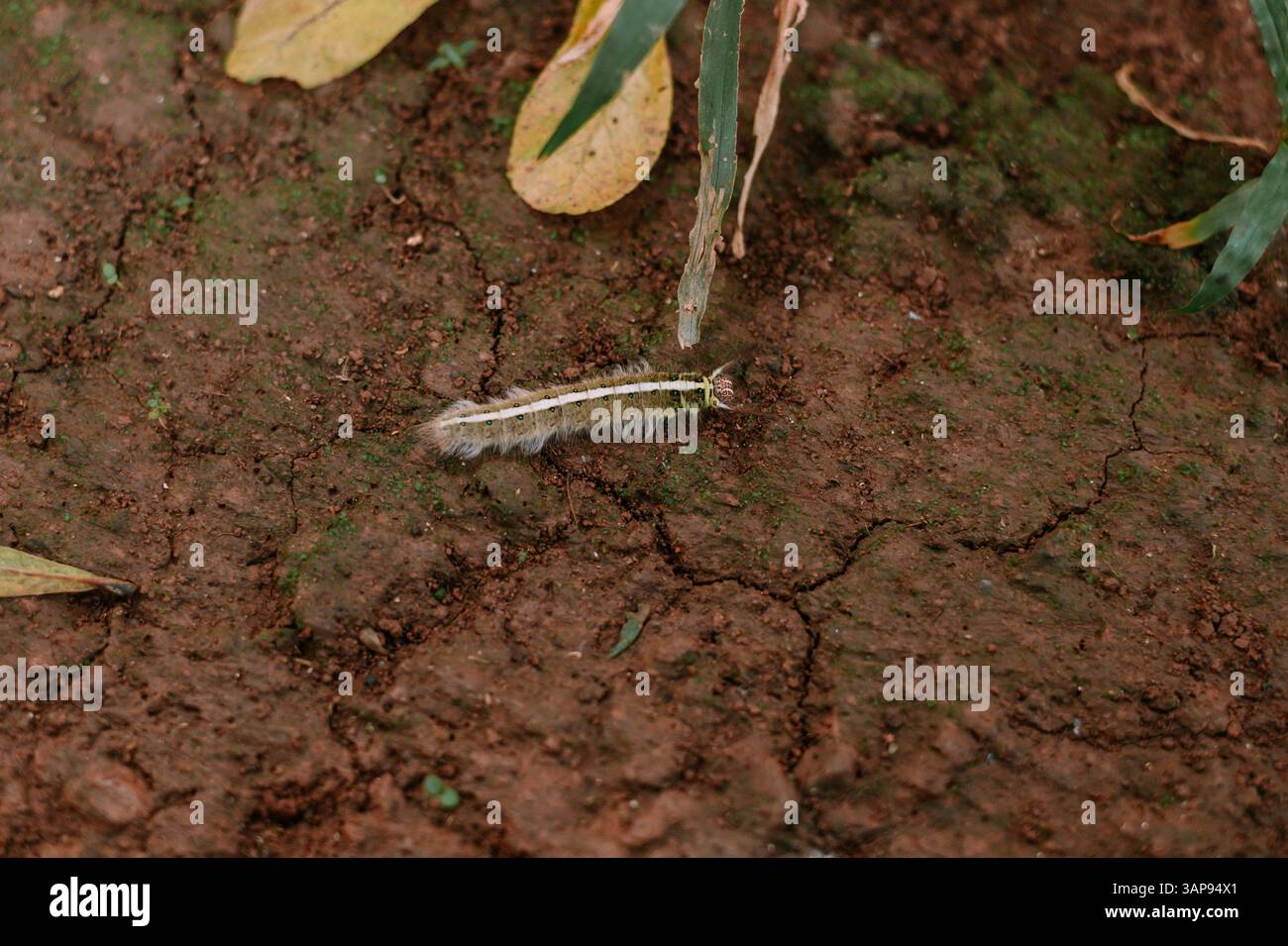 Brown caterpillar crawling on ground hi-res stock photography and ...