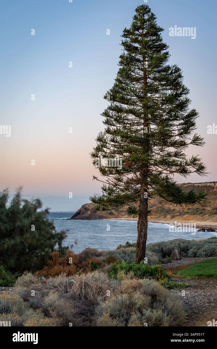 Coastal pine tree, ocean, and cliffs at Heallett Cove Beach Stock Photo ...