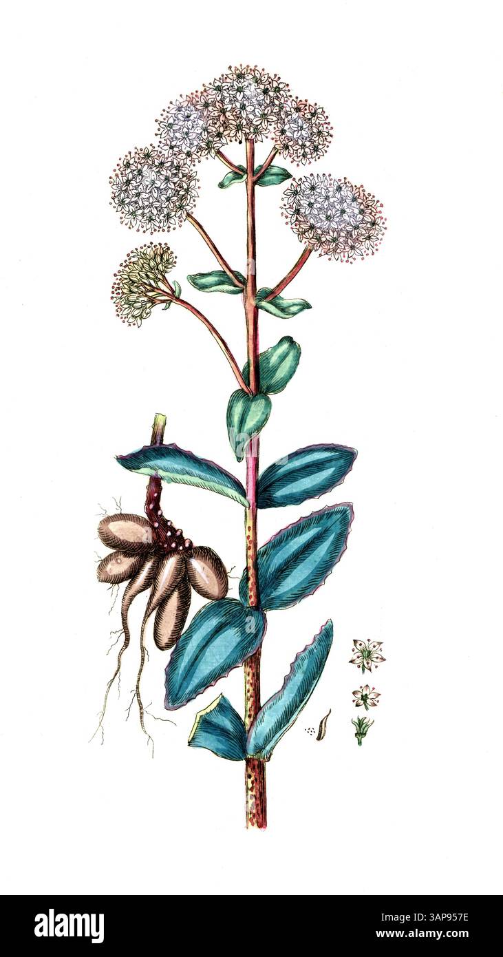 Sedum telephium, Stonecrop, digital reproduction of a historical model ...