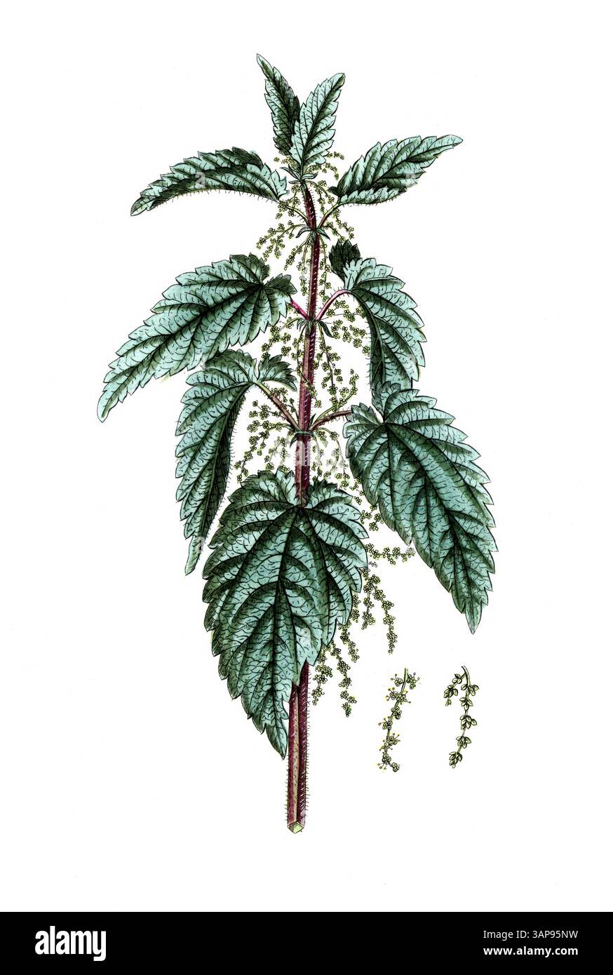 Nettle plants useful plant plants Cut Out Stock Images & Pictures - Alamy