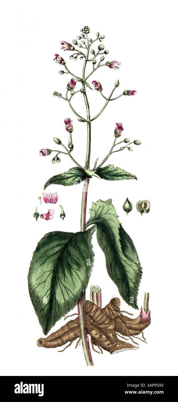 Scrophularia nodosa botanical illustration Cut Out Stock Images ...