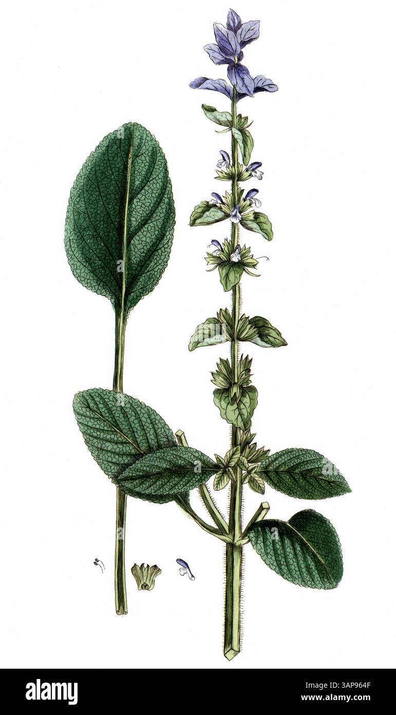 Salvia horminum plant Cut Out Stock Images & Pictures - Alamy