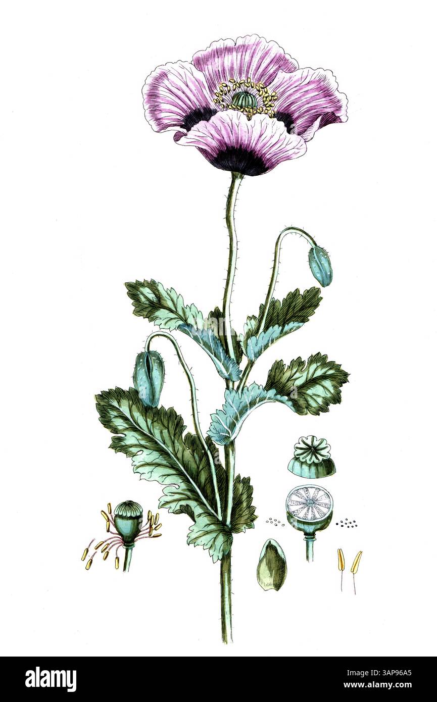 Papaver sommiferum, opium poppy, digital reproduction of a historical ...