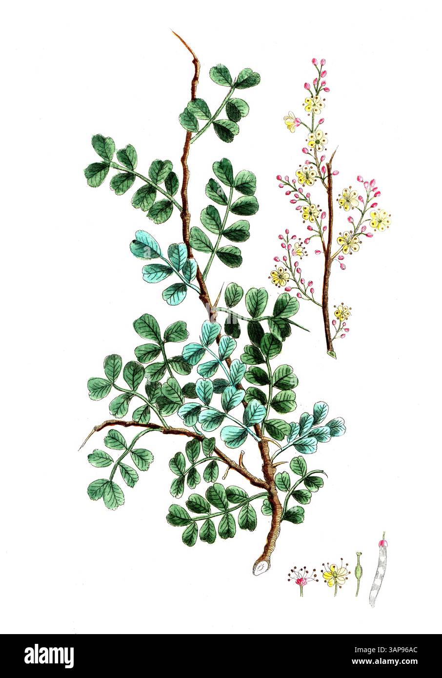 Hamatoxylon campechianum, bloodwood tree, also known as logwood or ...