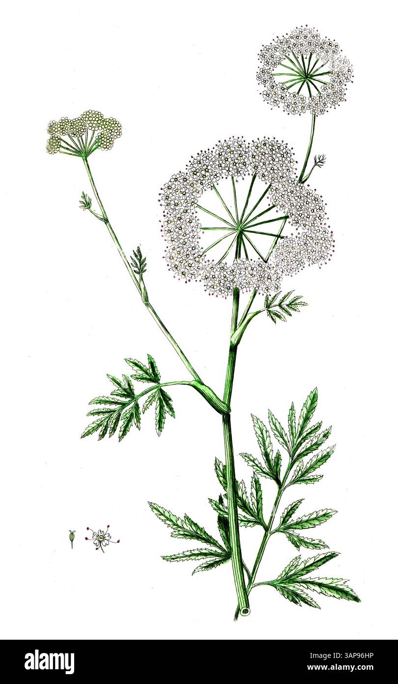 Botanical illustration of water hemlock Cut Out Stock Images & Pictures ...