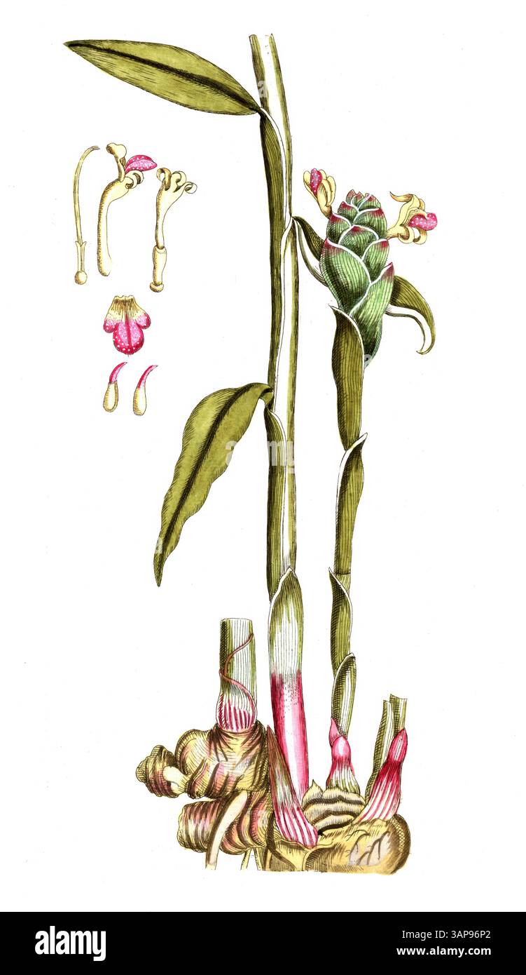 Ginger botanical illustration medical plants hi-res stock photography ...