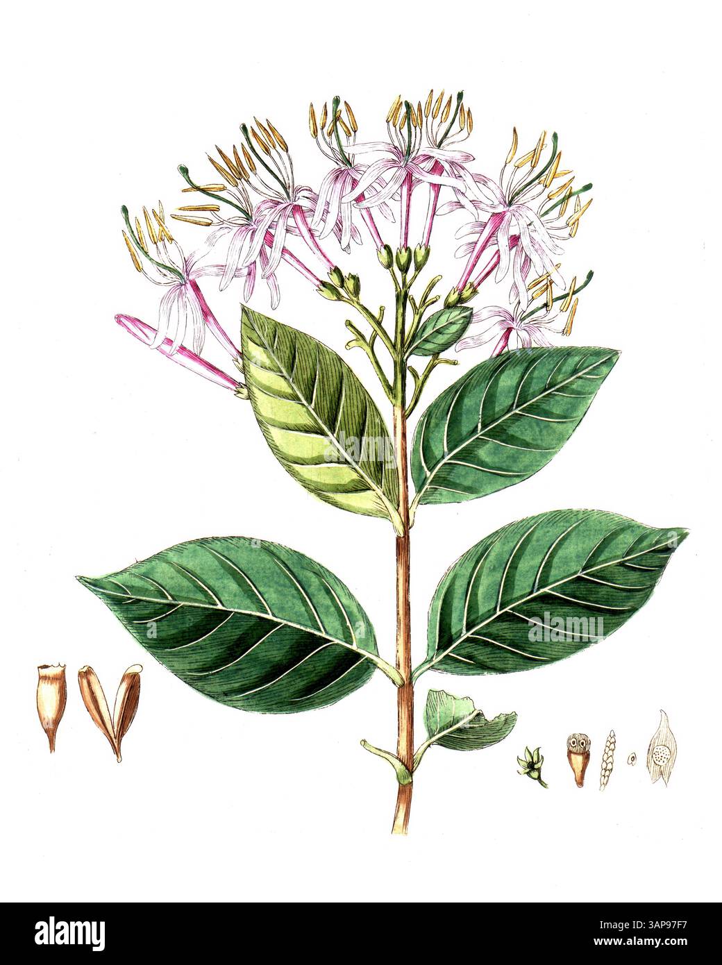 Cinchona tree hi-res stock photography and images - Alamy