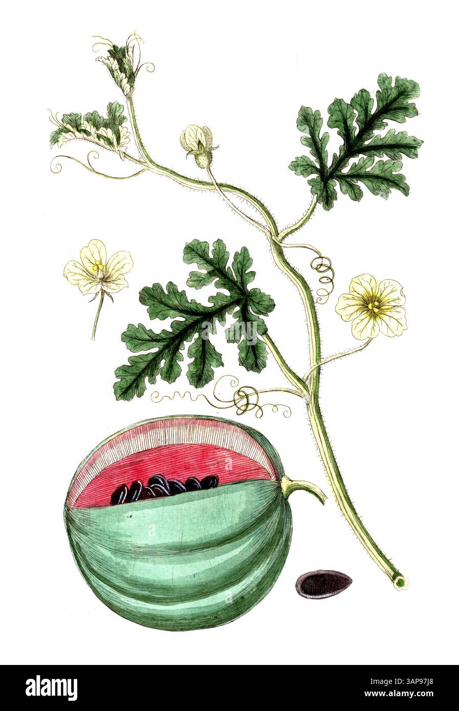 Cucurbita citrullus hi-res stock photography and images - Alamy